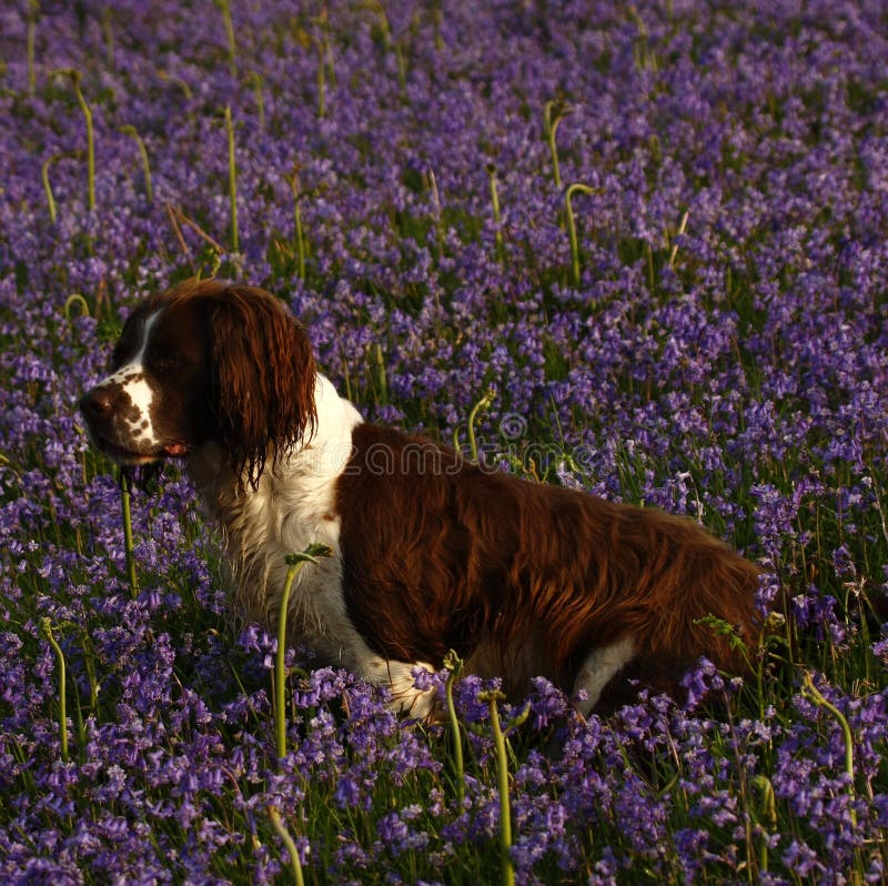 Springer Spaniel Puppy stock image. Image of friend, cuddly - 8761335