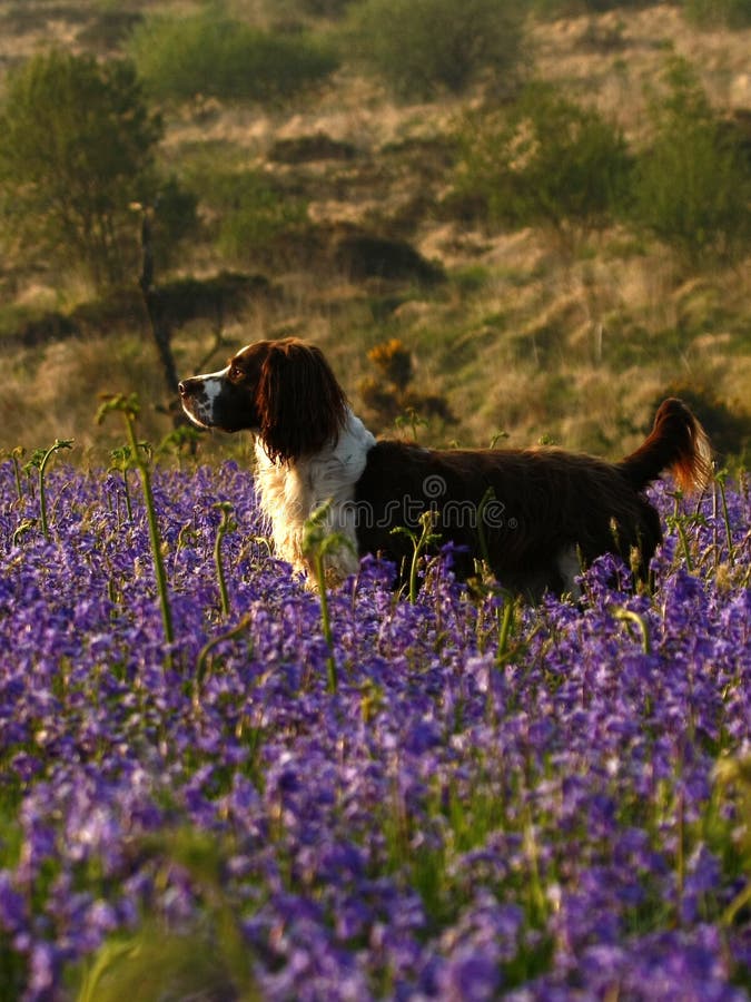 Working Springer Spaniel Dog Stock Photo - Image of field, flower: 47288320