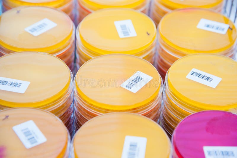 Microbiology Research in Laboratory Stock Image - Image of ...