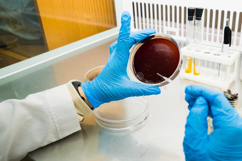 Microbiology Research in Laboratory Stock Photo - Image of health ...