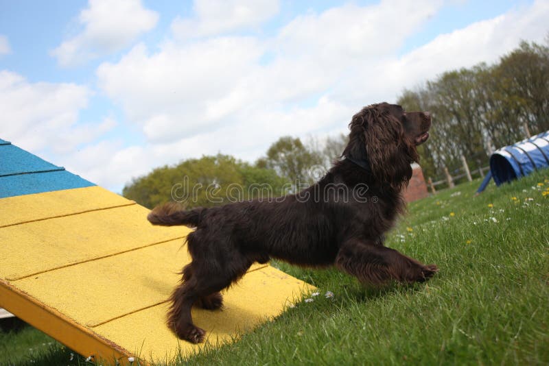 Working Type Cocker Spaniel Pet Gundog Standing on an Agility Co Stock ...