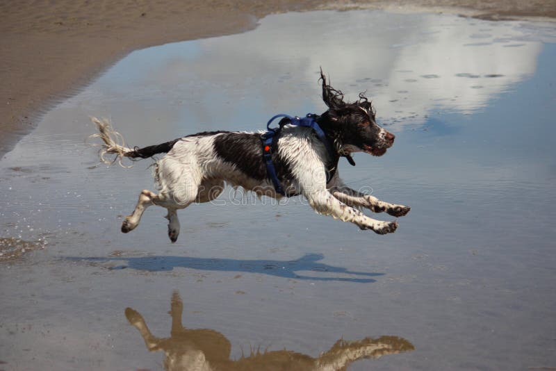 A Working Type Engish Springer Spaniel Pet Gundog Jumping on a Sandy ...