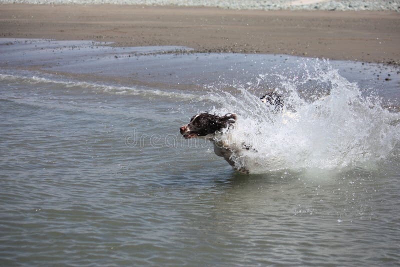 A Working Type Engish Springer Spaniel Pet Gundog Jumping on a Sandy ...