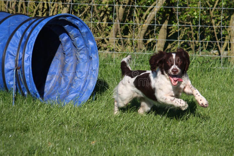 Working Type English Springer Spaniel Doing Agility Stock Image - Image ...