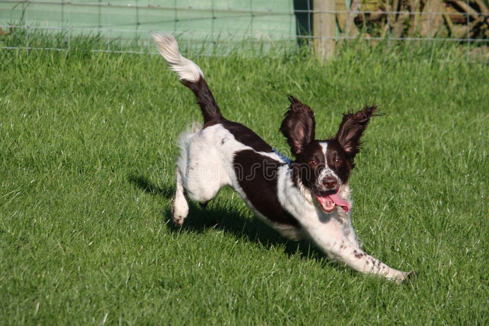 Working Type English Springer Spaniel Doing Agility Stock Image - Image ...