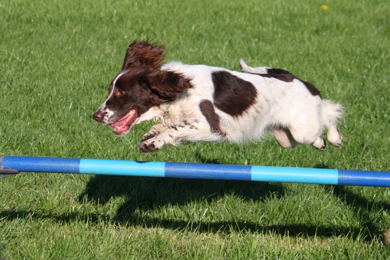Working Type English Springer Spaniel Doing Agility Stock Photo - Image ...