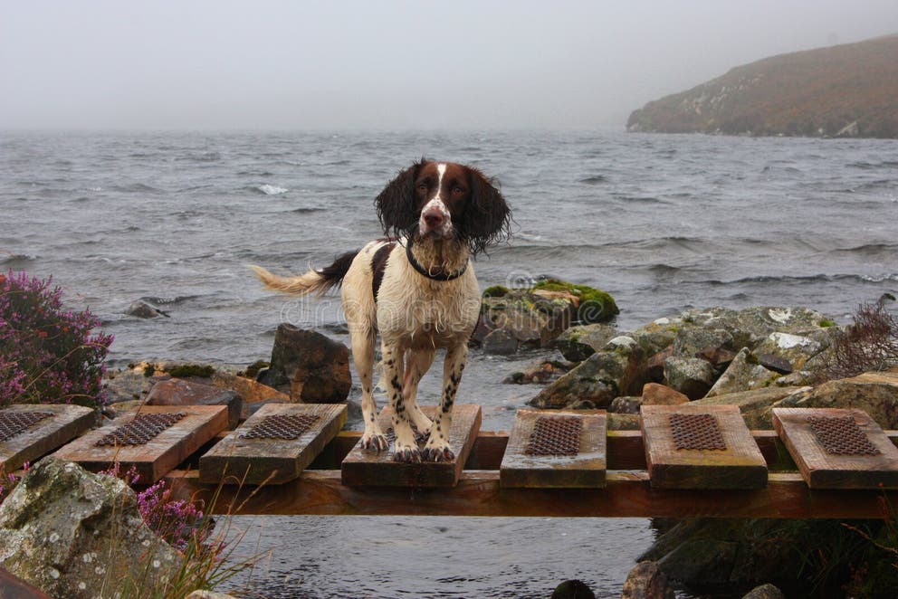 A Working Type English Springer Spaniel by a Lake Stock Photo - Image ...