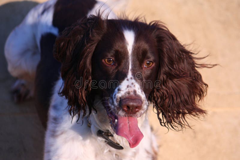 A Working Type English Springer Spaniel Pet Gundog Stock Photo - Image ...