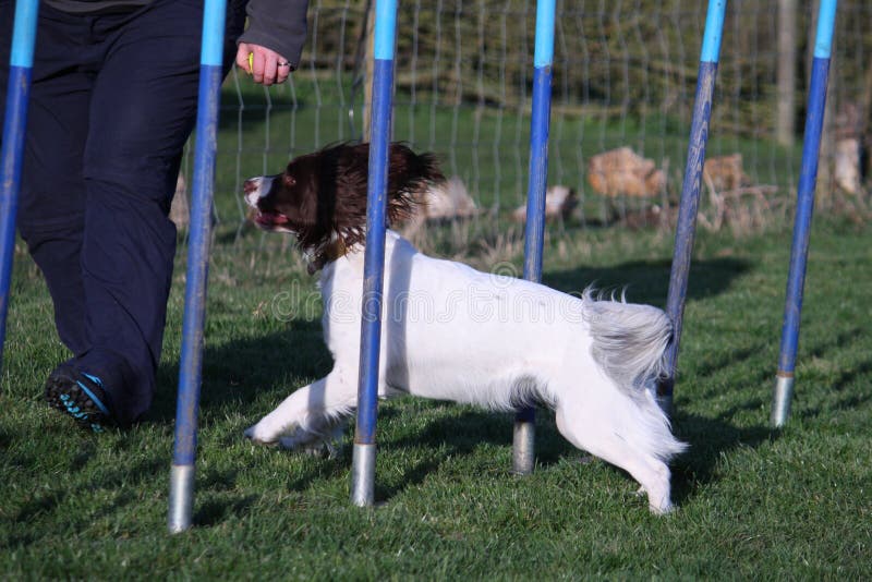 A Working Type English Springer Spaniel Pet Gundog Agility Weaving ...