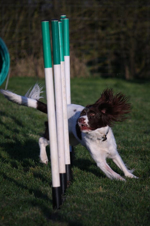 A Working Type English Springer Spaniel Pet Gundog Agility Weaving ...