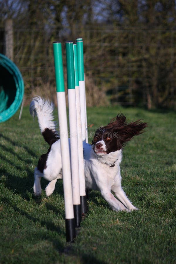A Working Type English Springer Spaniel Pet Gundog Agility Weaving ...