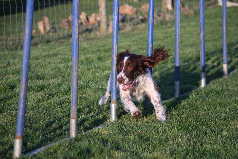 A Working Type English Springer Spaniel Pet Gundog Agility Weaving ...