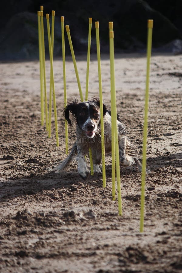 A Working Type English Springer Spaniel Pet Gundog Agility Weaving on a ...