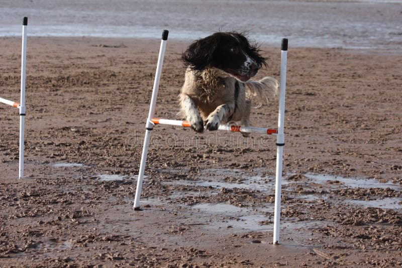A Working Type English Springer Spaniel Pet Gundog Doing Agility Jumps ...