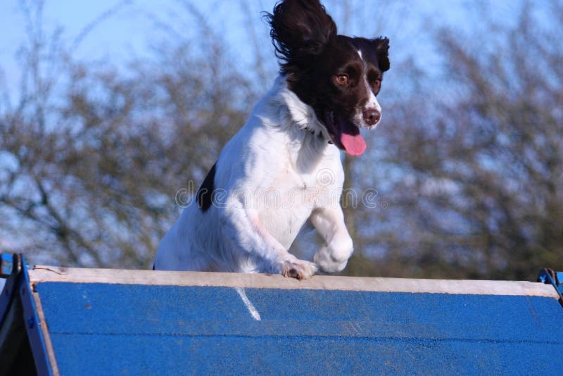 A Working Type English Springer Spaniel Pet Gundog Running Over an ...
