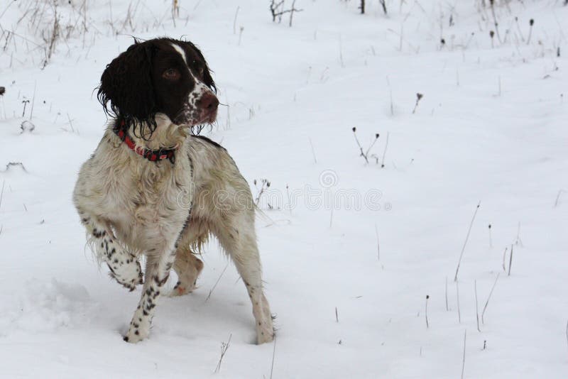 A Working Type English Springer Spaniel Stood Pointing in the Snow ...