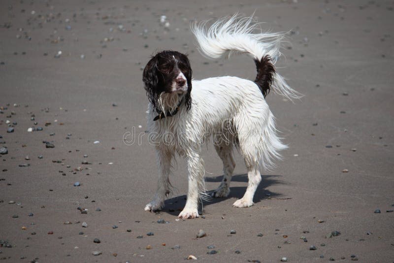 A Working Type Liver and White English Springer Spaniel Pet Gundog ...