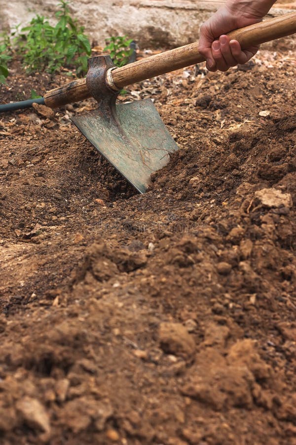 Working in Vegetable Garden with Hoe Stock Image - Image of green ...