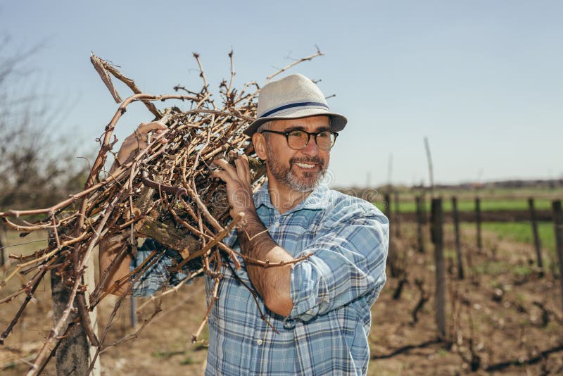 Working in vineyard stock image. Image of pruning, secateurs - 185736947