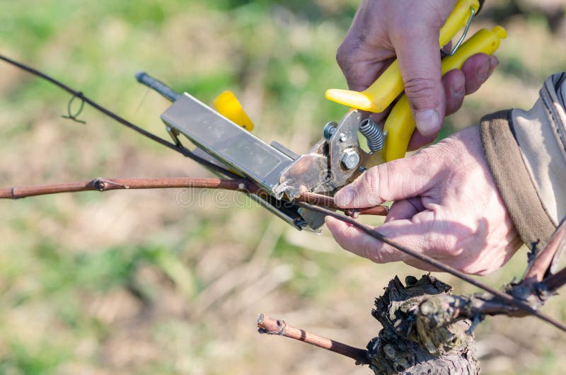 Working in Vineyard with Scissors, Spring Works Stock Image - Image of ...