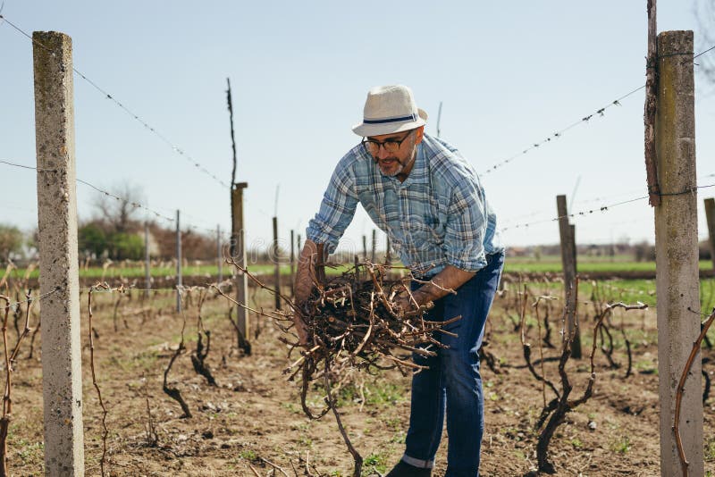 Working in vineyard stock image. Image of caucasian - 185736959