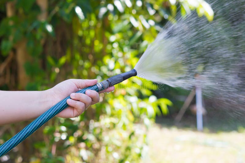 Working Watering Garden from Hose Stock Photo - Image of green, bush ...