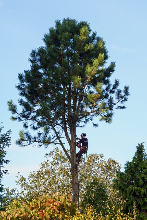 Workman Cutting Down a Pine Tree in a Garden Editorial Image - Image of ...