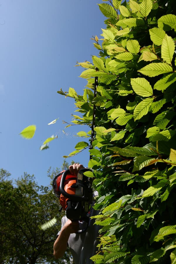 Workman with Helmet Cutting a Hedge with Power Tool Stock Photo - Image ...
