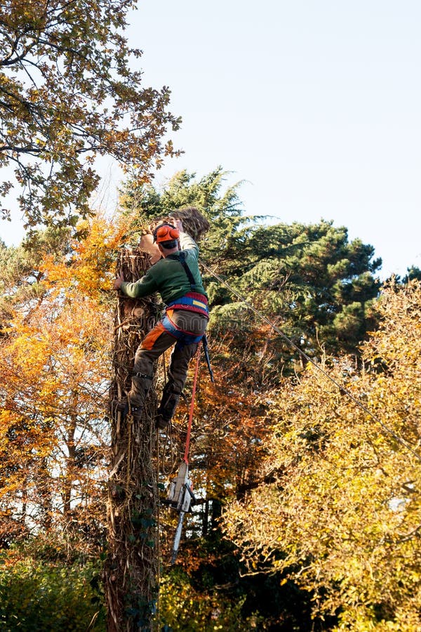 Man Up a Tree with Saw Hanging Stock Photo - Image of work, boots: 22036860