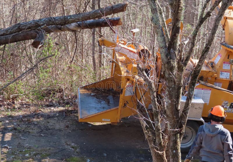 Clearing the Forest editorial stock image. Image of clear - 142979079