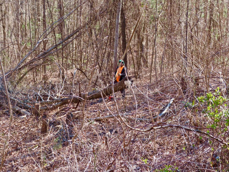 Clearing the Forest stock photo. Image of carolina, brush - 142979184