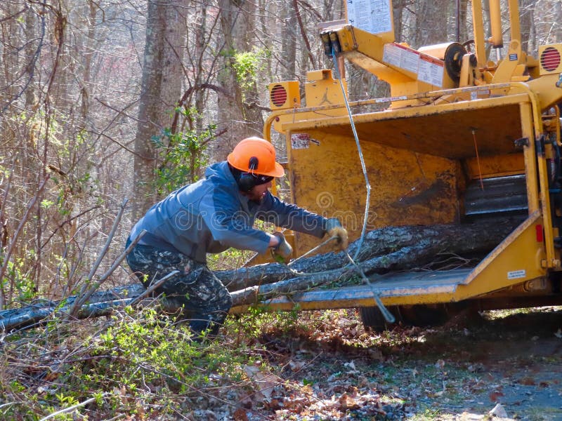 Clearing the Forest editorial stock image. Image of clear - 142979079