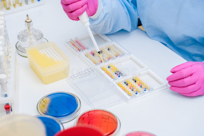 Workspace of a Laboratory Assistant in a Bacterial Laboratory ...