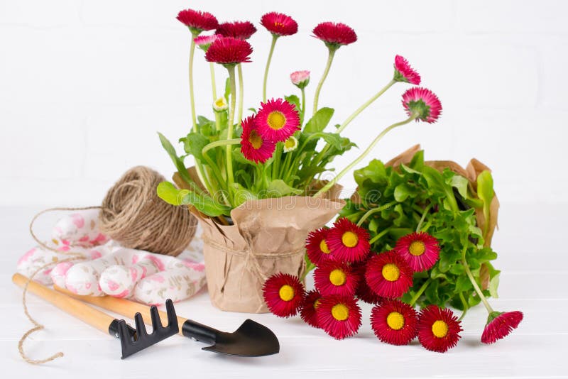 Workspace, Planting Spring Flowers. Garden Tools, Plants in Pots and ...