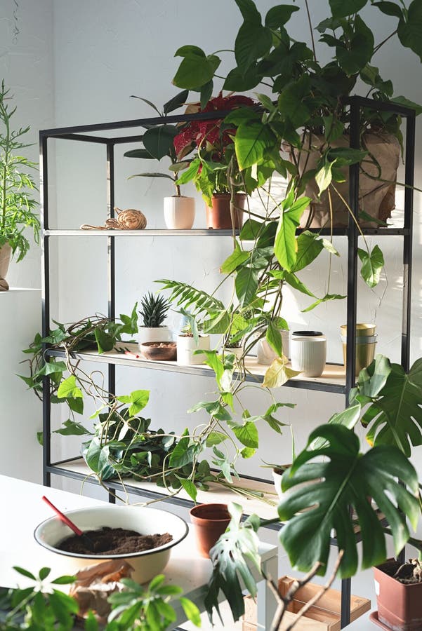 Workspace with Plants and Table for Home Gardening. Shelves and Tables ...