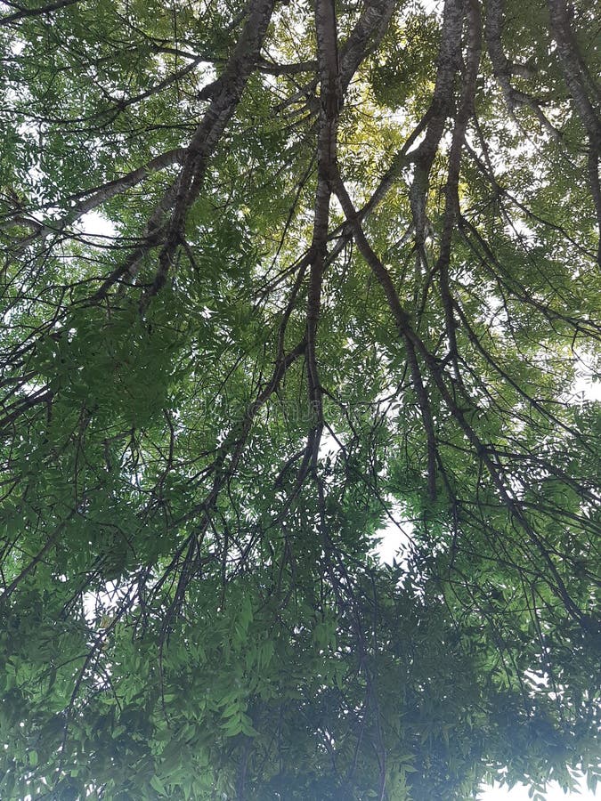 The world above me stock photo. Image of great, trees - 153691840