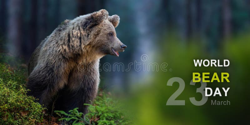 World bear day stock photo. Image of protect, ecology - 358812288