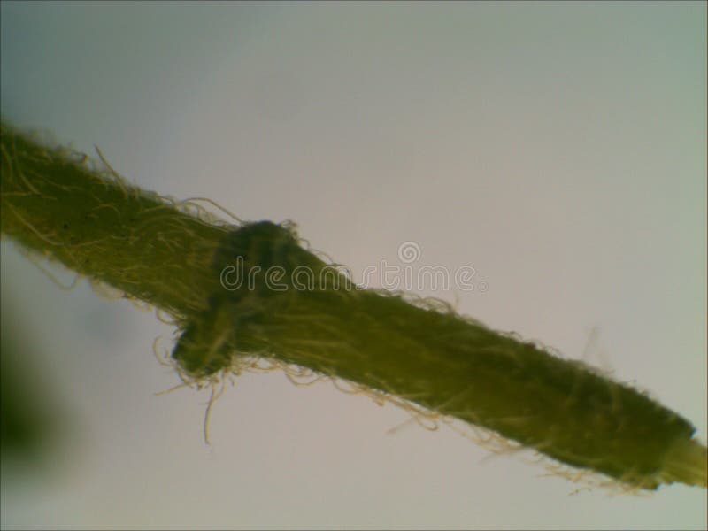 The World of Botany Seen through a Stereoscopic Microscope Stock Photo ...