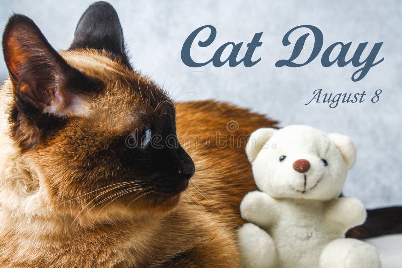 August Cat Stock Photos - Download 984 Royalty Free Photos