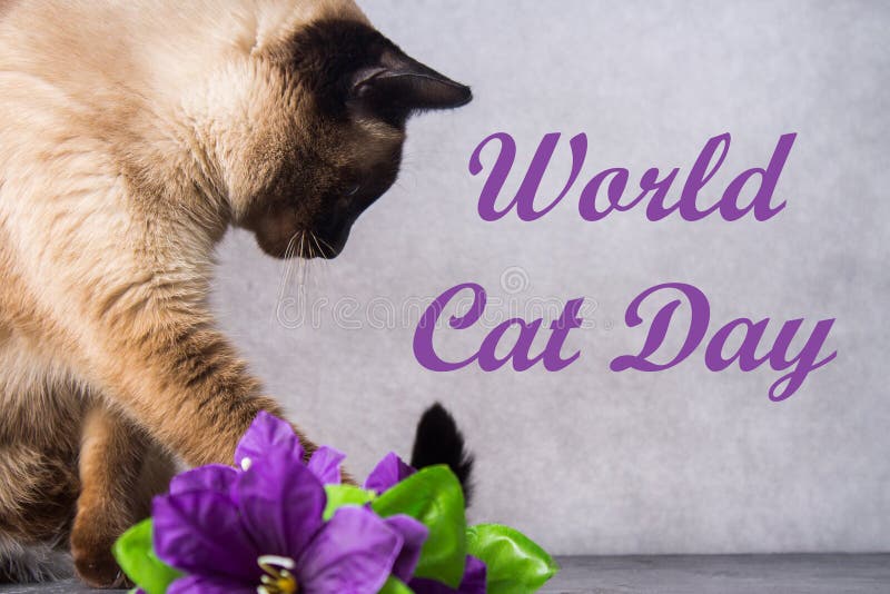 World Cat Day. 8 August. an Adult Siamese Cat. Stock Photo - Image of ...