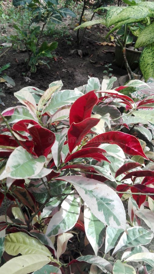 Leavesmulti Stock Photos - Free & Royalty-Free Stock Photos from Dreamstime