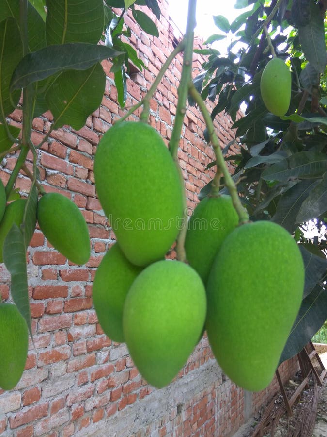 World famous Indian mango stock photo. Image of produce - 191141036