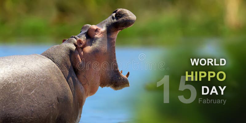 World hippo day stock photo. Image of horizontal, celebration - 358812286