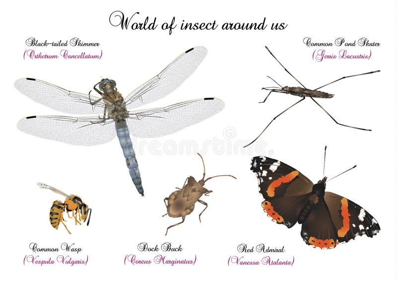World of insect around us stock illustration. Illustration of natural ...
