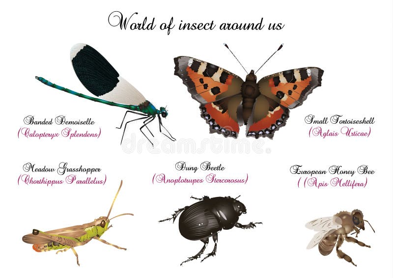 World of insect around us stock vector. Illustration of insect - 92645079