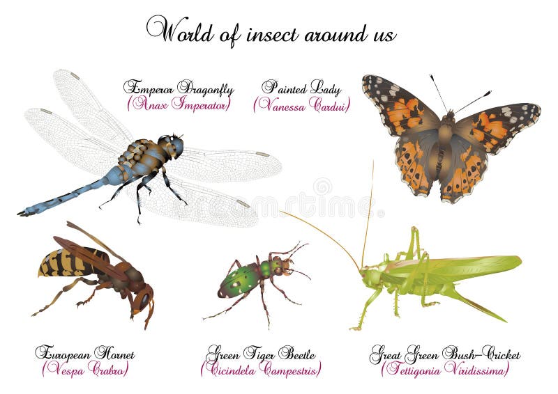 World of insect around us stock vector. Illustration of insect - 92645079