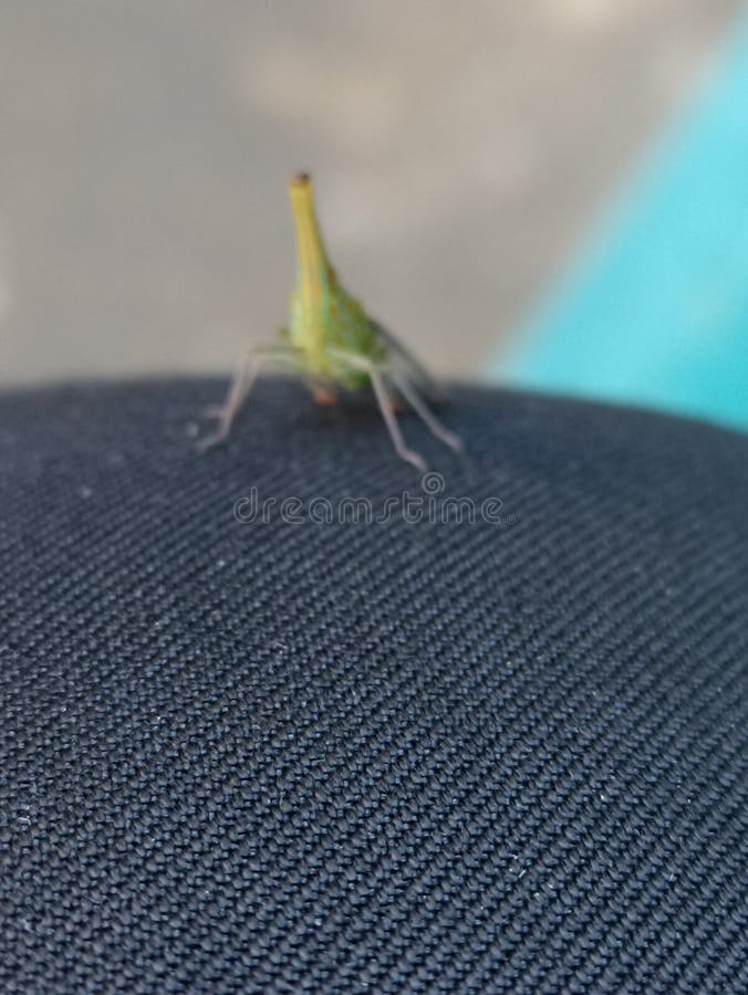 World Insect or World Animals or Kinds Bugs Stock Image - Image of ...