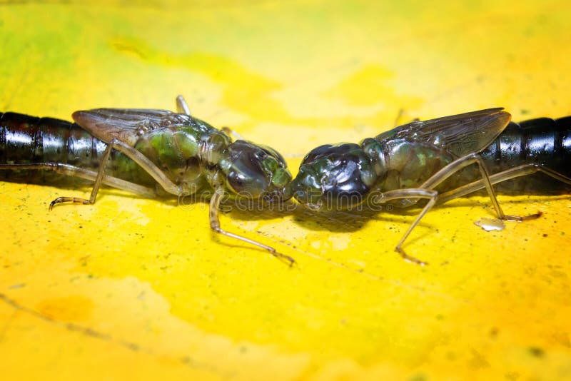 The world of insects stock photo. Image of wild, wing - 36412872