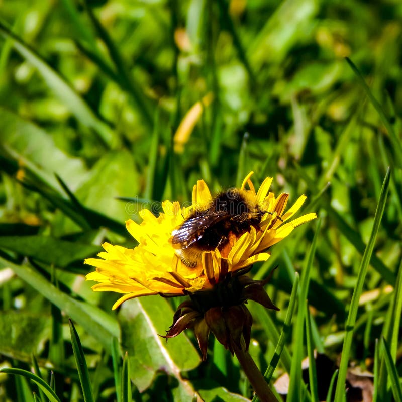 The World of Insects in Northern Germany Stock Image - Image of flower ...