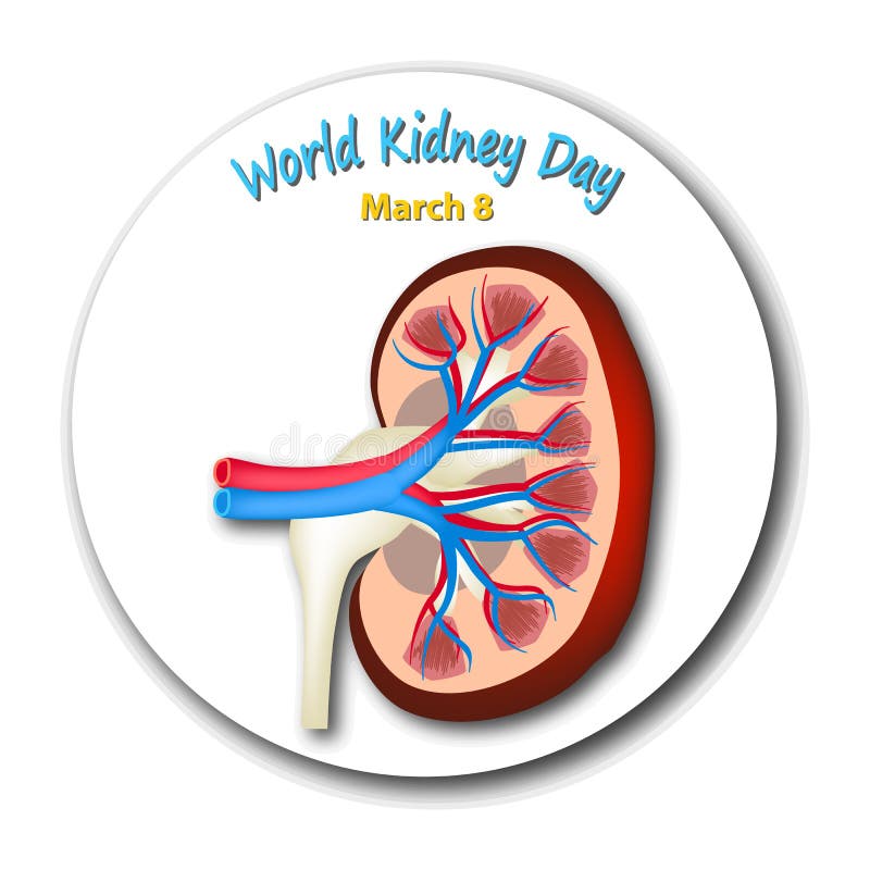 World Kidney Day. Round Emblem. the Structure of the Kidney Stock ...
